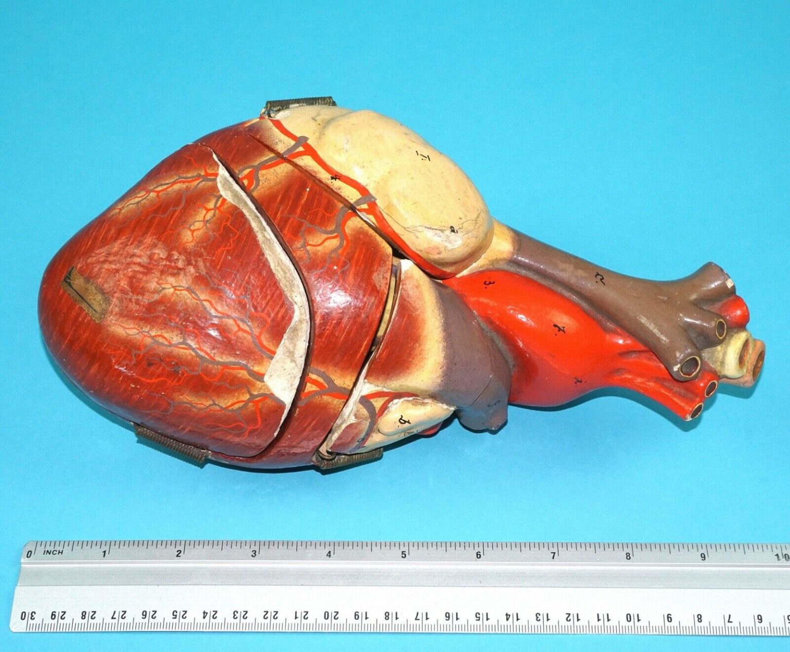 HUMAN ANATOMIC ANATOMICAL MODEL HEART 1900s GERMANY - Boonsart shop